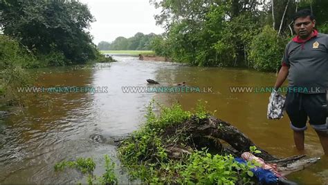 වව්නියාවේ පිරමනාදන්කුලම වැවේ බැම්ම කැඩෙයි Lankadeepa Online