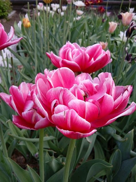 Тюльпан пионовидный Колумбус Columbus в интернет магазине на Ярмарке Мастеров Клумба Озерск