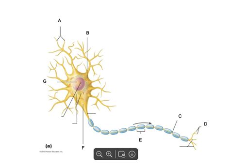 Anatomy Lab 4 Test Diagram Quizlet