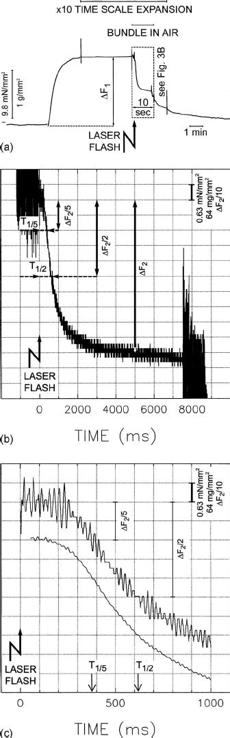 Definition Of The Relaxation Traces Parameters ͑ T 1 2 And T 1 5 ͒