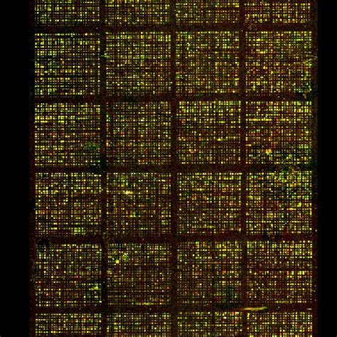 A Microarray With 32 Sub Grids Download Scientific Diagram