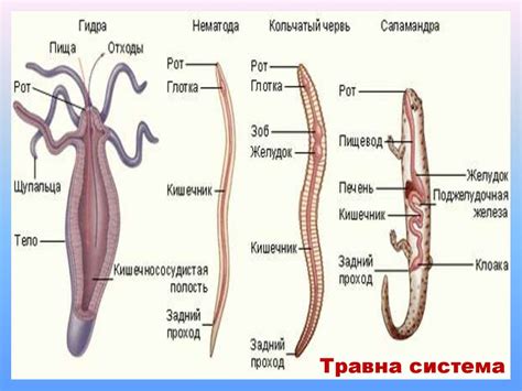 Травна транспортна дихальна та видільна системи тварин Online Presentation