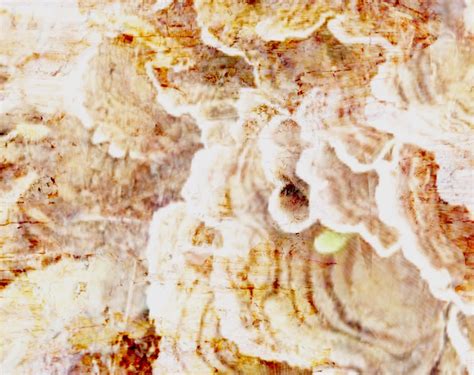 Timber And Lichen On Behance