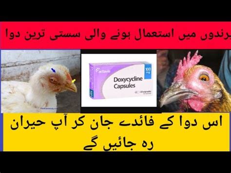 Doxycycline Capsules For Chickens Useof Doxycycline In Backyard Poultry Dr Asif YouTube