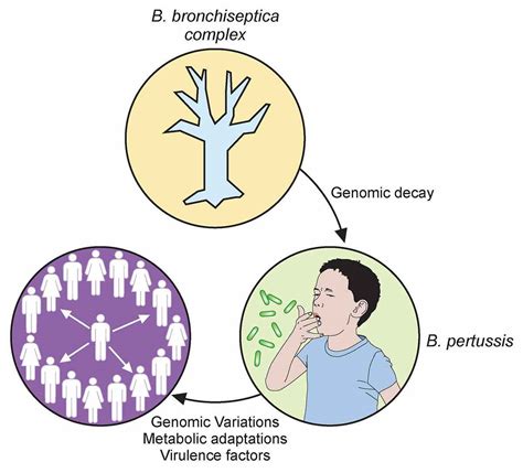 Bordetella Pertussis Culture