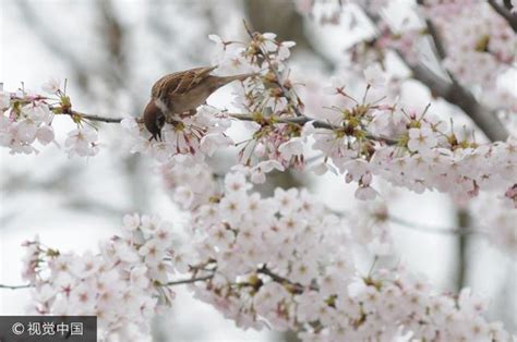 山東青島櫻花枝頭綻放鳥兒駐足與花媲美 每日頭條