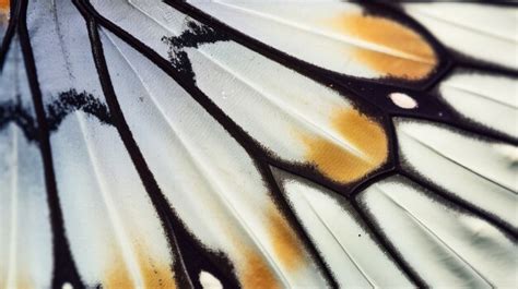 Immagini Di Ali Farfalla Texture Download Gratuiti Su Freepik