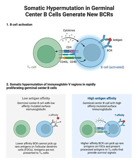 Somatic Hypermutation In Germinal Center B Cells Generate New Bcrs Biorender Science Templates