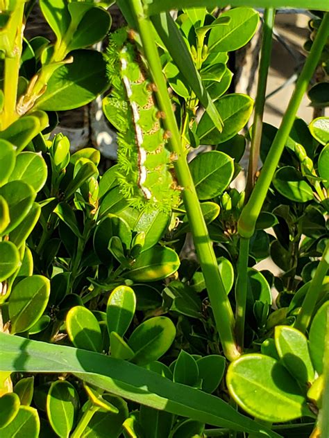 What Is This R Bugidentification