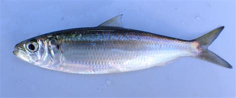 カタボシイワシ 2020 05 11 WEB魚図鑑