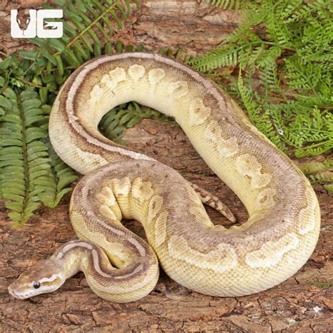 Lesser Pewter Ball Python For Sale Underground Reptiles