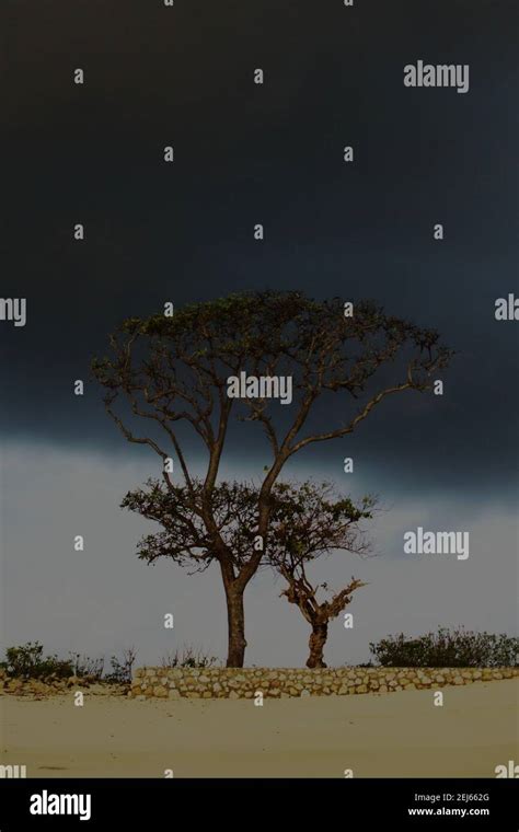 Trees Protected By Coastal Erosion Protection Structure During Dry Season In Marosi One Of The