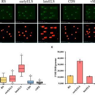 Transient Surge In DNA Double Strand Breaks Through Spermatid Chromatin Download Scientific