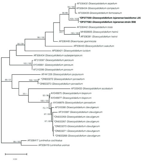 Concatenated Maximum Likelihood Phylogenetic Tree Its S Its And