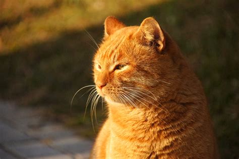 猫の無料写真素材 フリー