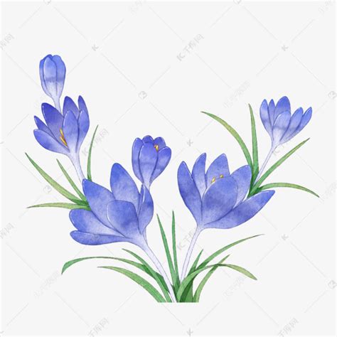 藏红花花簇水彩素材图片免费下载 千库网