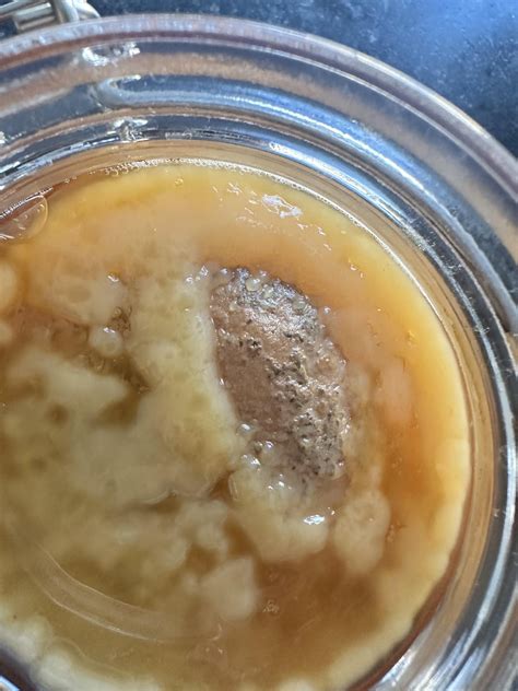 Worried About This Brown Blob With Black Specks 🤔 R Kombucha