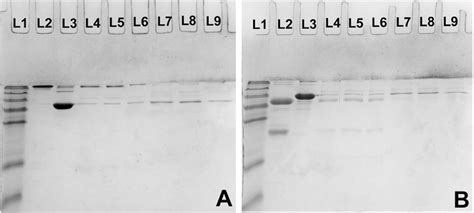 Non Reducing A And Reducing B SDS PAGE Analysis Of Protein Protein Download Scientific