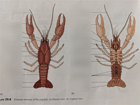 Crayfish Anatomy Diagram Quizlet