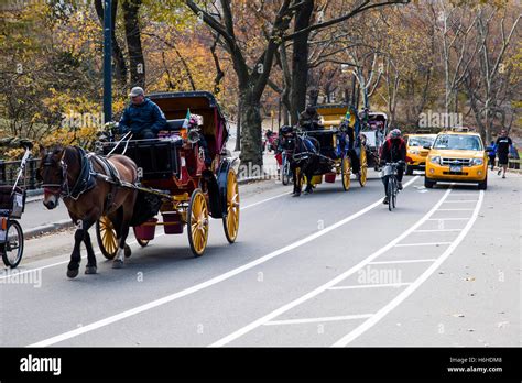 New York Usa Nov 19 Tourist Horse Carriages On A Central Park Road
