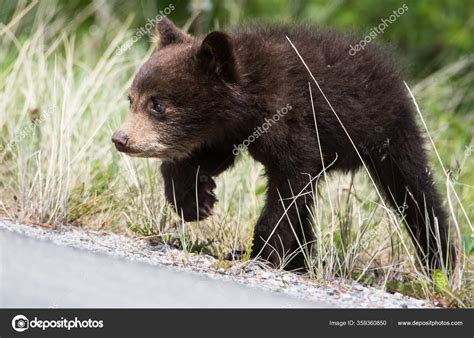 Cachorros De Oso Negro Americano Cachorro De Oso Negro Jugando En Un