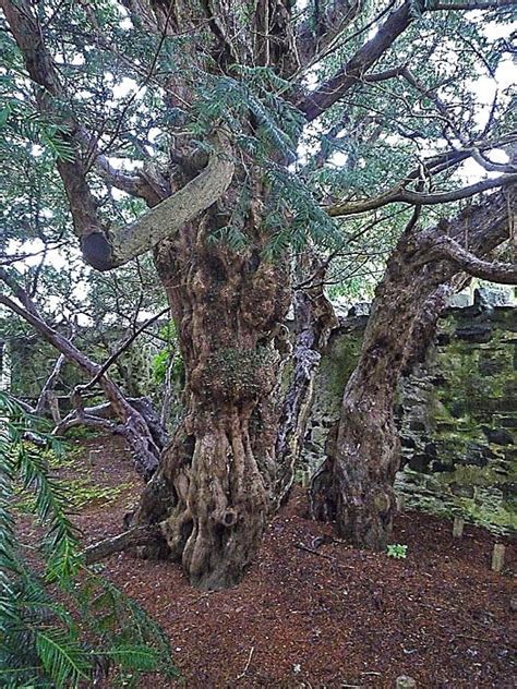 Fortingall Scotlands Yew Tree Heritage Initiative