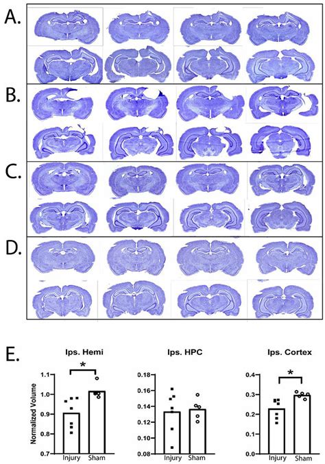 CCI Resulted In Greater Tissue Loss Compared To Sham Condition As