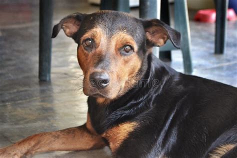 Perro Rottweiler Negro Femenino Foto De Archivo Imagen De Perezoso