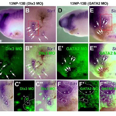 Induction Of Ectodermal Markers At Neural Plate Boundaries Ectodermal