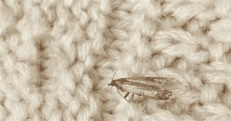 Bugs In Clothes 10 Examples And How To Deal With Them