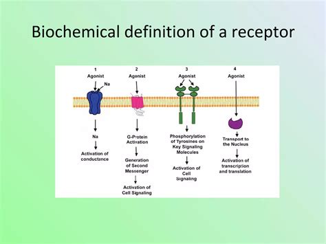 Nuclear Envelope Ppt