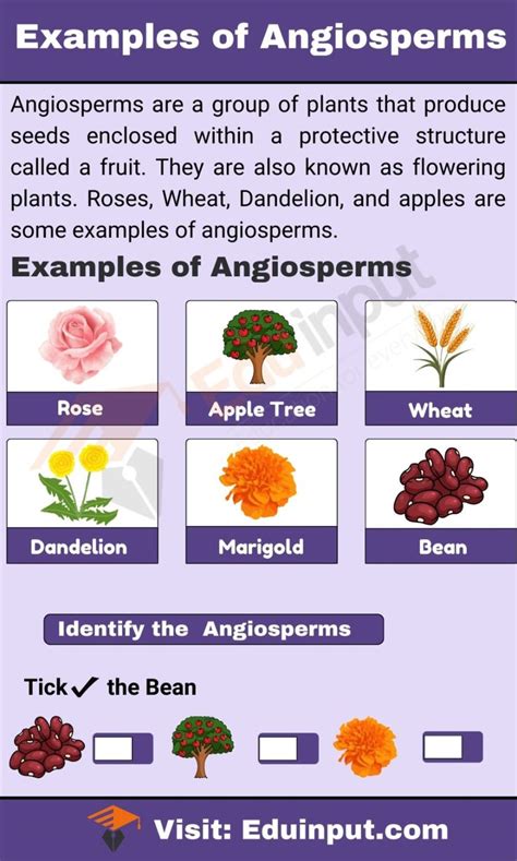 Examples Of Angiosperms In 2024 Rose Apple Tree Edible Seeds