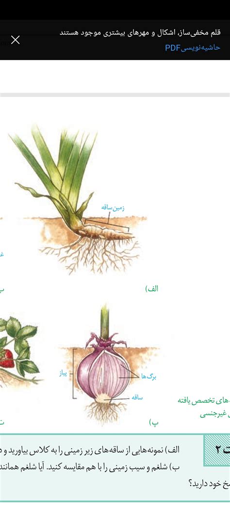تدریس تولیدمثل غیرجنسی زیست شناسی یازدهم تجربی کنکور آکادمی امروز