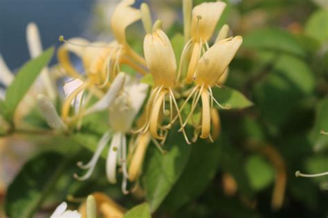 식물 인동덩굴 식물 생물종 Bric