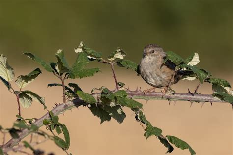 Page 15 Brambles Images Free Download On Freepik