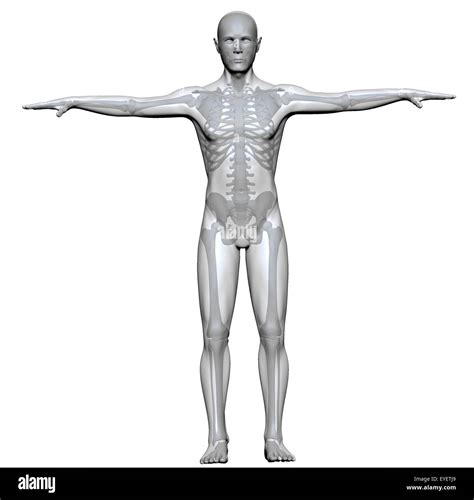 Human Front View