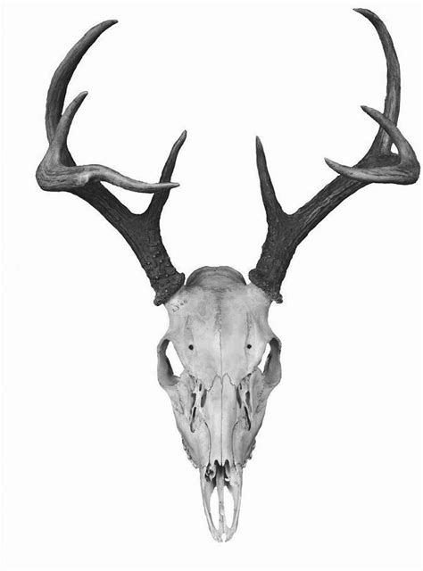 Deer Skull Drawing Skull Reference Deer Skull Tattoos Skull Art