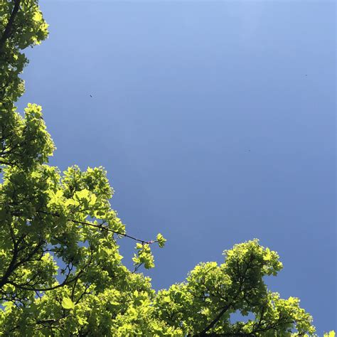 Field Maple Acer Campestre British Trees And Hedges Habitat Aid