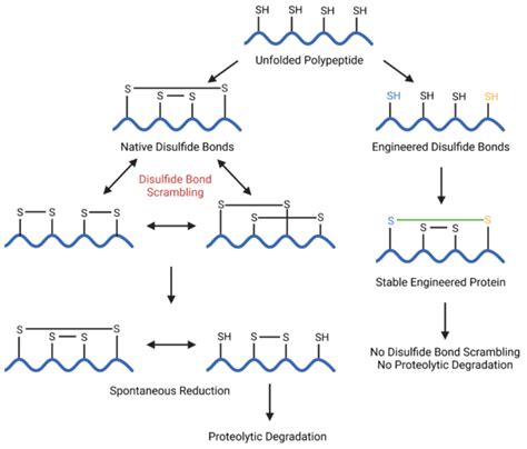 Disulfide Bond Engineering