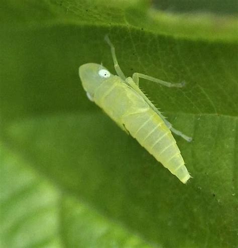 Hopper Graphocephala Bugguide Net