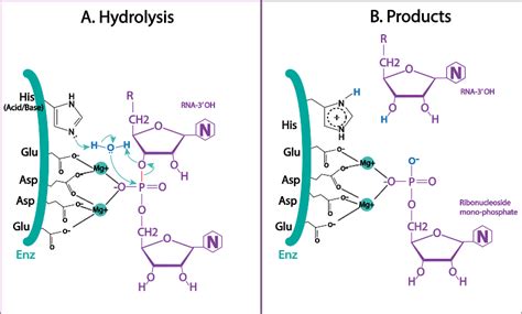 Coronavirus Proofreading Exoribonuclease Exon ~ Viralzone