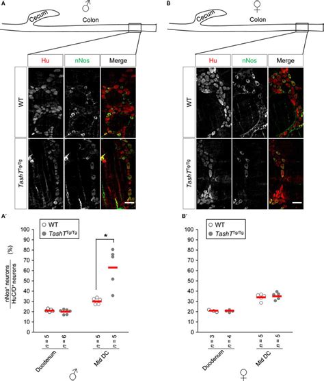 Male Specific And Regionally Restricted Increase In NNos Neuron Download Scientific Diagram