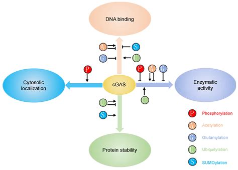IJMS Free Full Text Role Of Post Translational Modifications Of