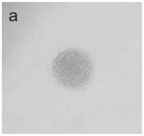一种促进间充质干细胞球运动的方法