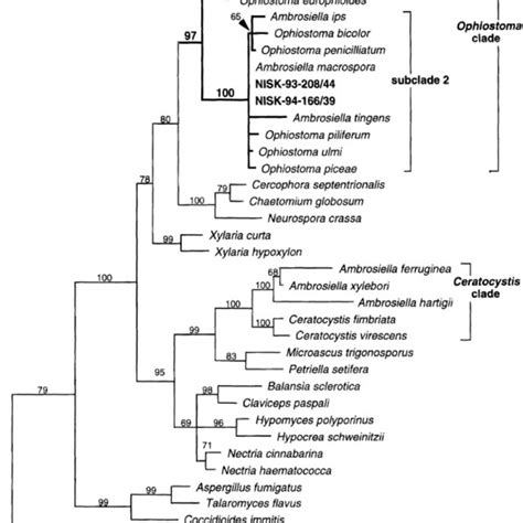Strict Consensus Tree Obtained From 16 Equally Most Parsimonious Trees