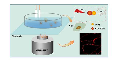 Electrochemiluminescence Based Single Particle Tracking Of The Biomolecules Moving Along