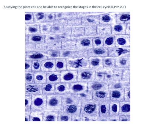 Mitosis And Meiosis Flashcards Quizlet