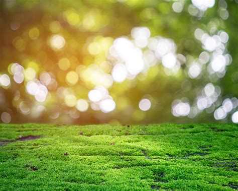 How To Get Rid Of Lawn Moss Tips For Clearing This Weed Gardeningetc