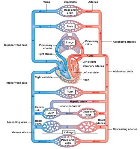Cardiovascular System Flashcards Quizlet