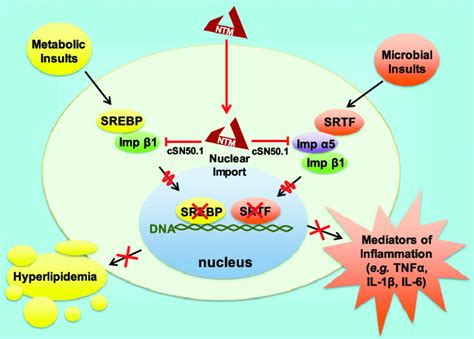 Conceptual Depiction Of The Action Of Biselective Ntm Download Scientific Diagram